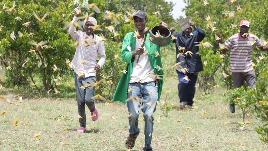 Coronavirus — and locusts — threaten Kenya’s food security - The World ...