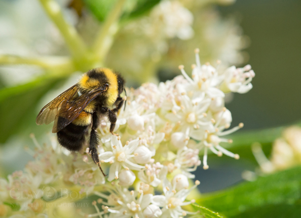 Here's how to convert your lawn into a bee pollinator habitat - The ...