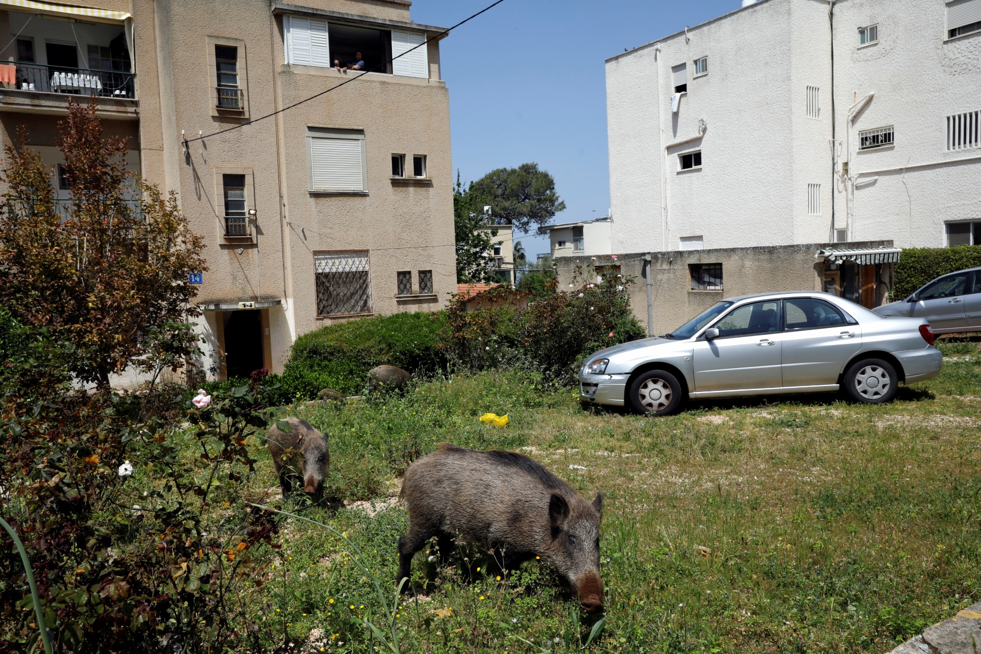 COVID-19 lockdowns are a unique chance to study human-wildlife ...
