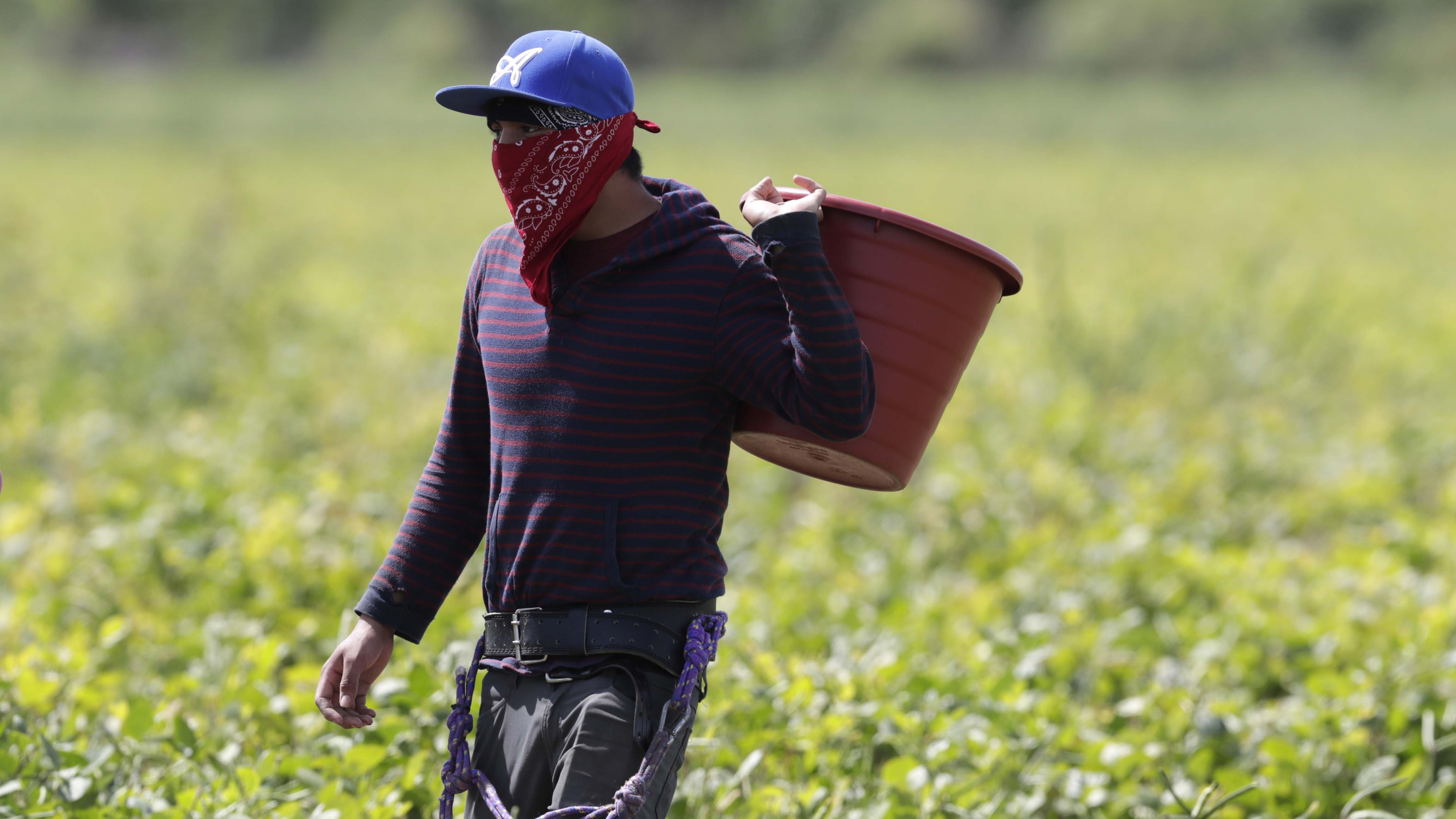 Farmworkers are getting coronavirus. They face retaliation for ...