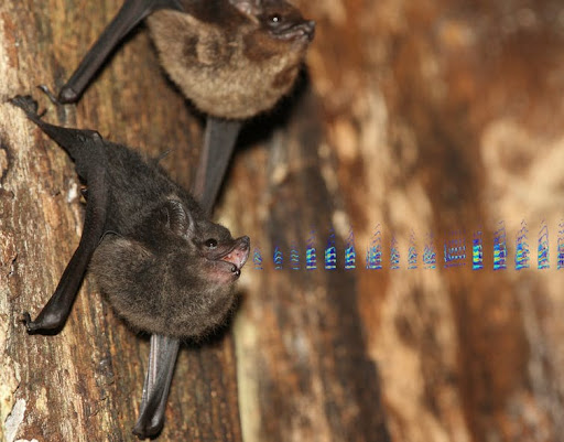 Bat pups babble and bat moms use baby talk, hinting at the evolution of ...