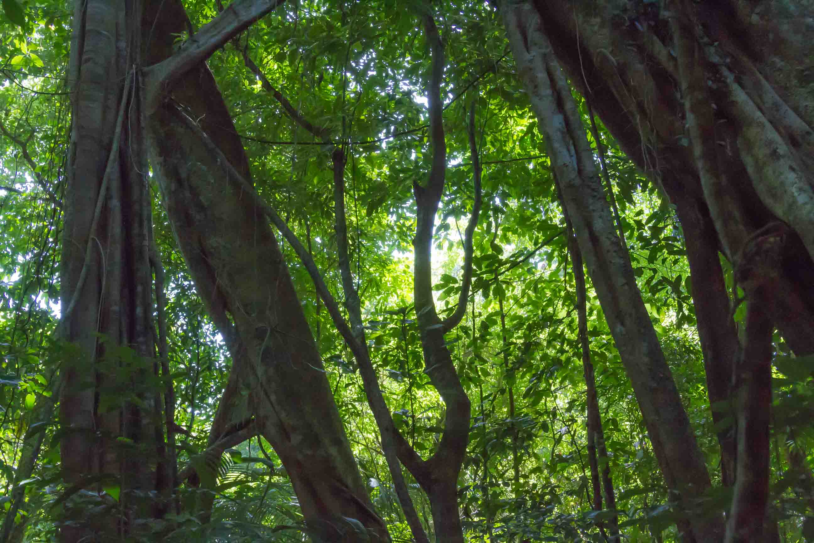 Mexican communities manage their local forests, generating benefits for ...
