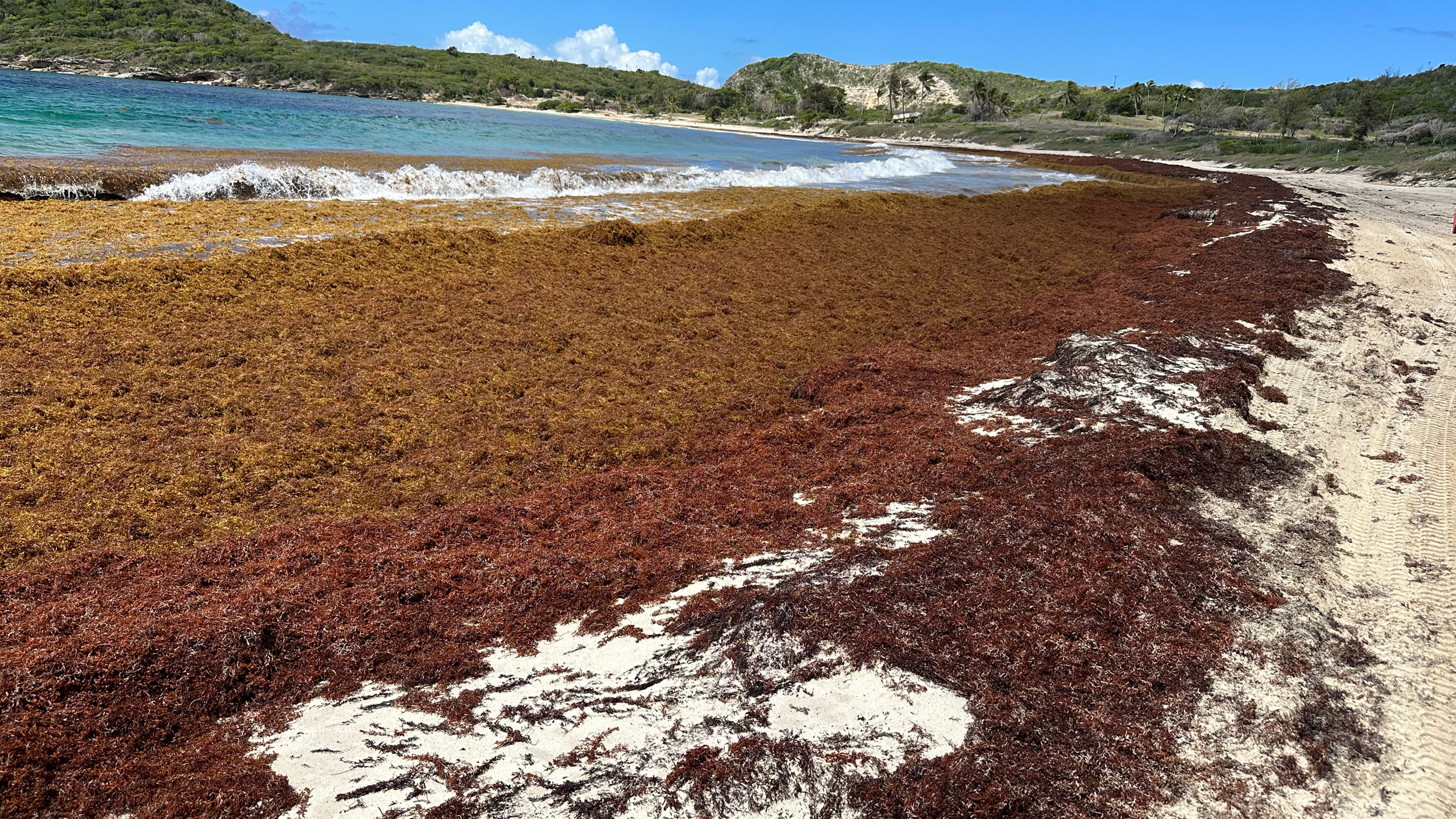 Caribbean summer forecast: high chance of sargassum - The World from PRX