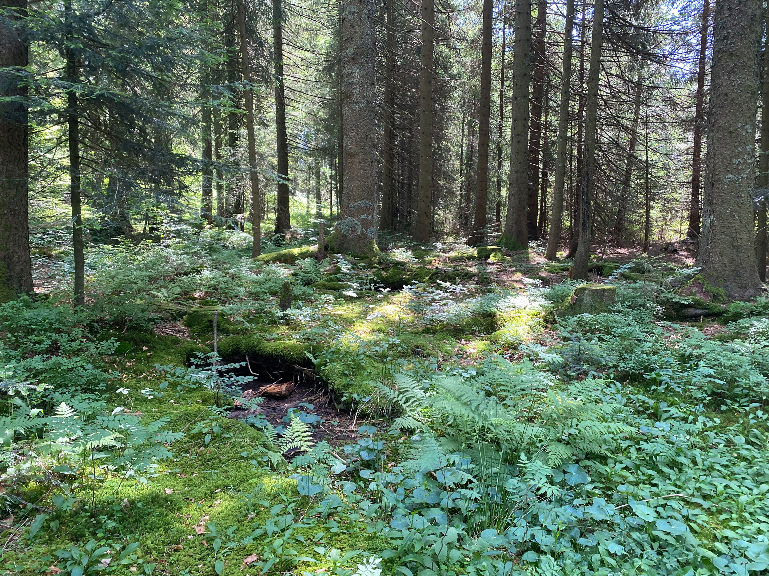 In Germany’s Black Forest and beyond, a quiet loss of biodiversity ...