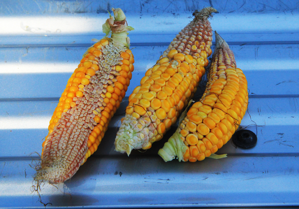Midwest Drought: What dying corn in Iowa means for the US presidential ...