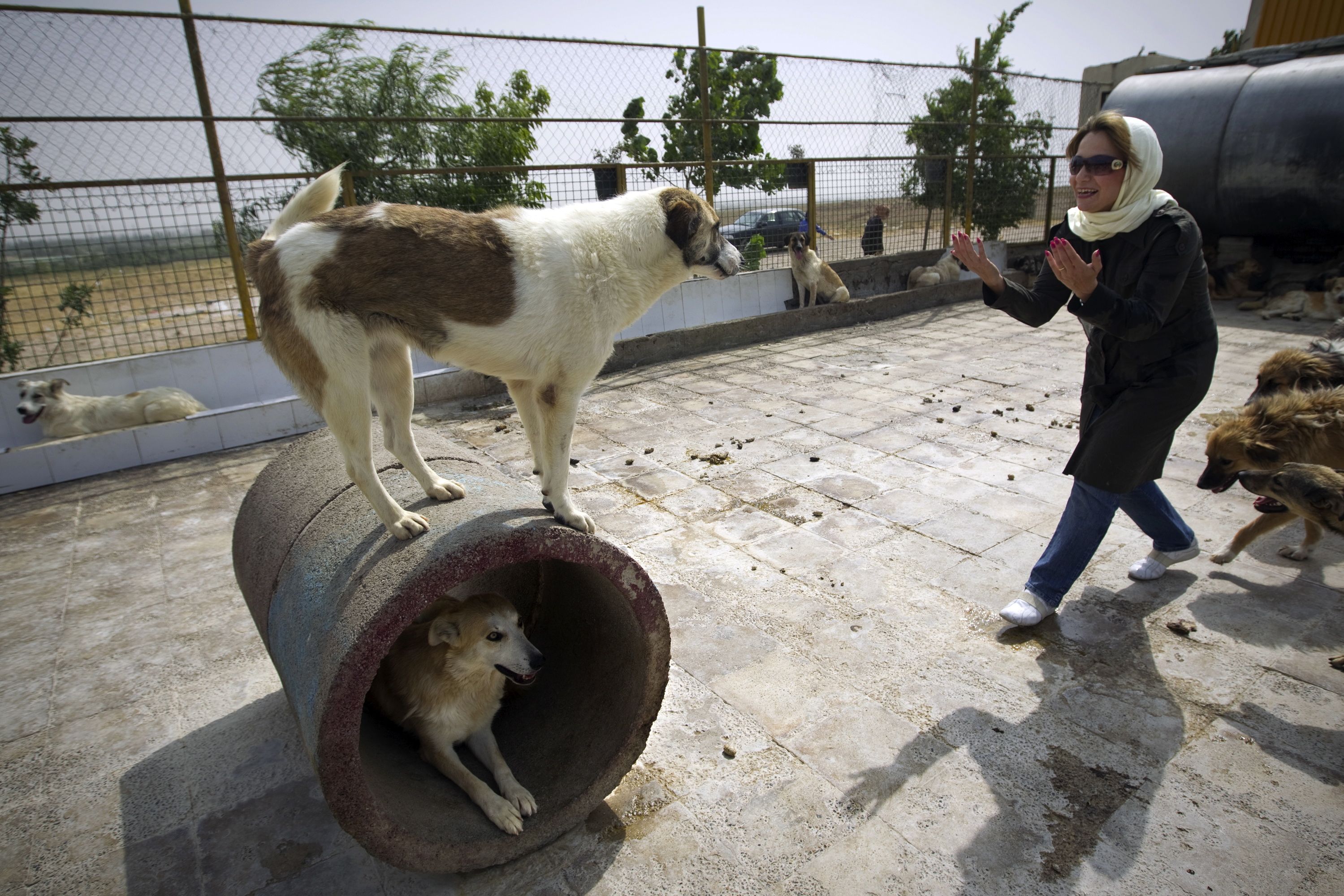 Iranian dog lovers dodge cleric's fatwa on pooch ownership - The World ...
