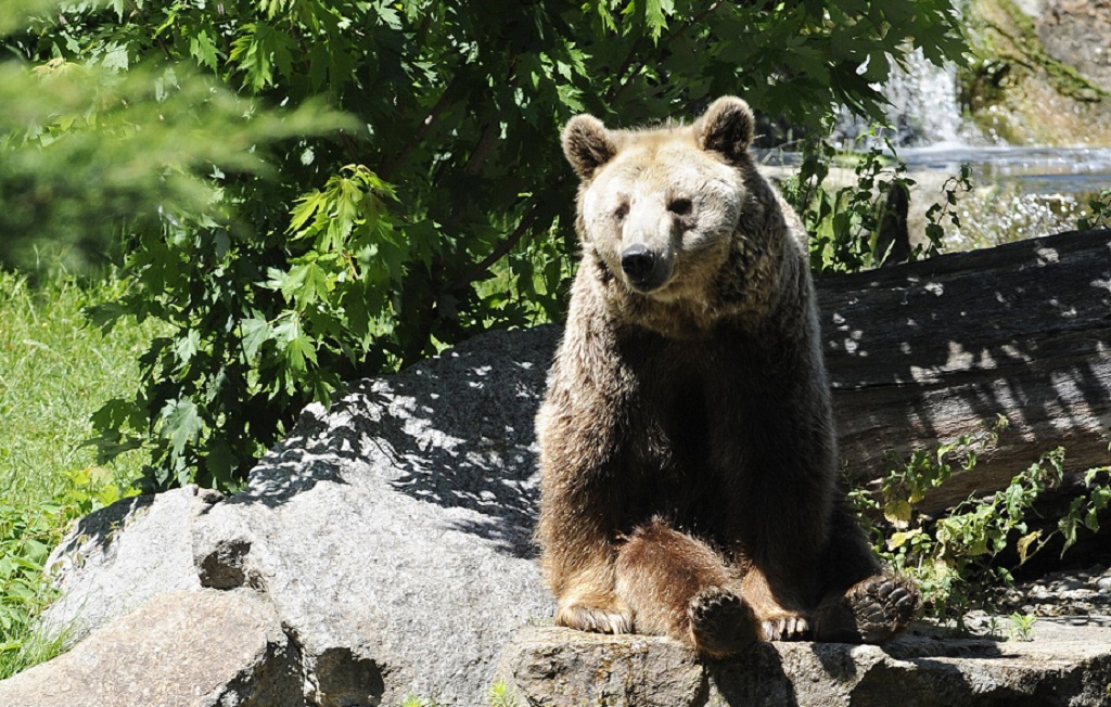 Japan: Escaped bears kill two women - The World from PRX