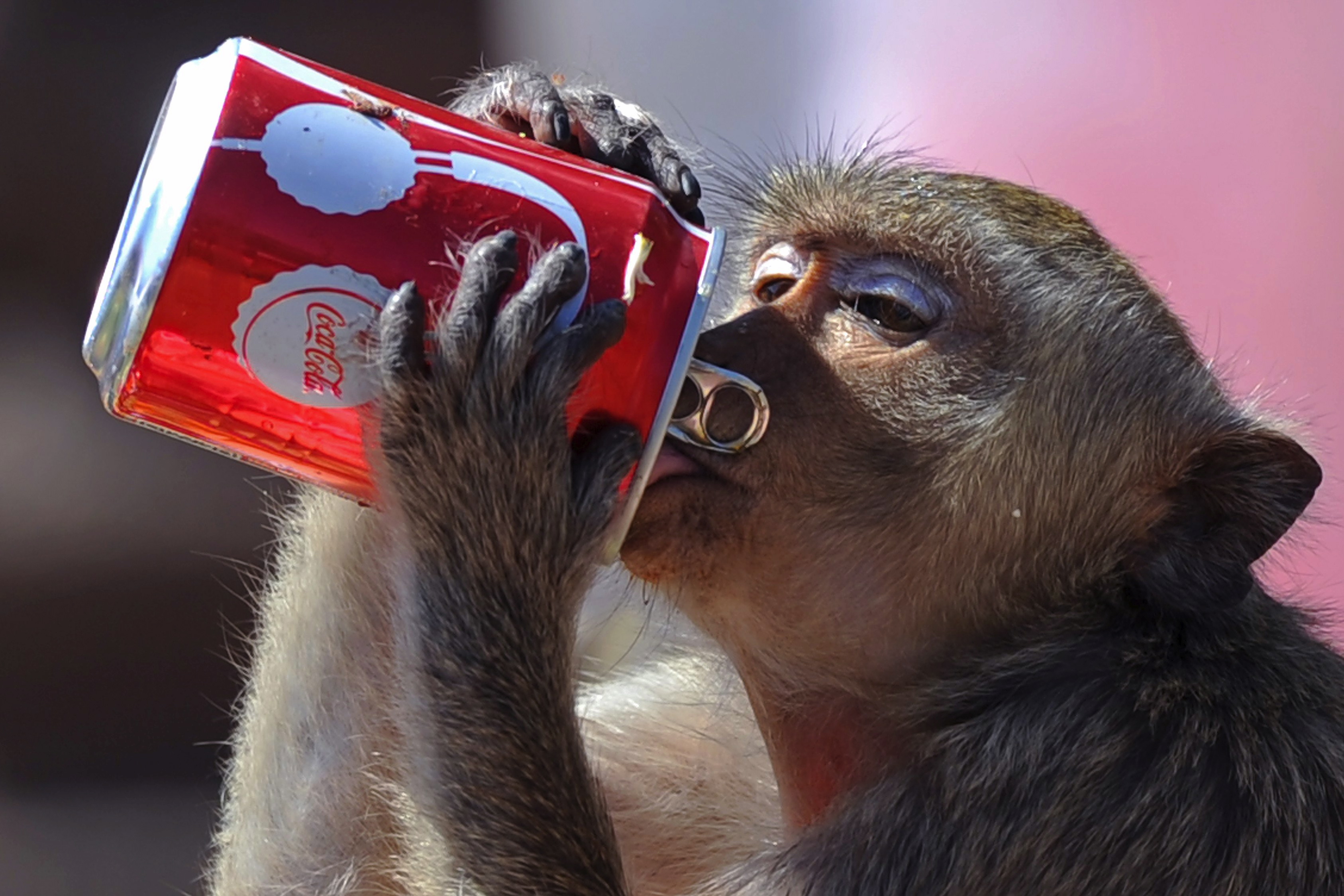 Kazakhstan monkeys fed wine to keep warm - The World from PRX