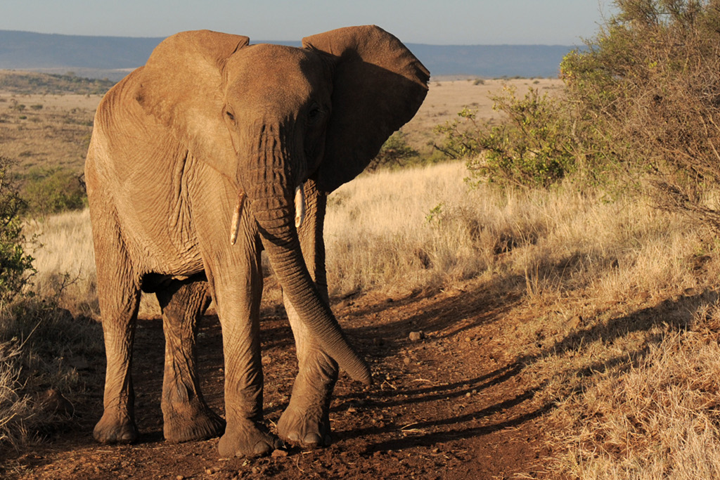 Is China killing Africa's elephants? - The World from PRX