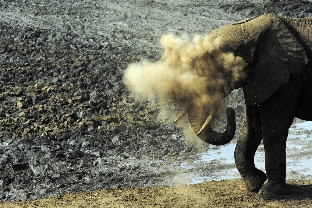 Elephant poaching in Africa - The World from PRX