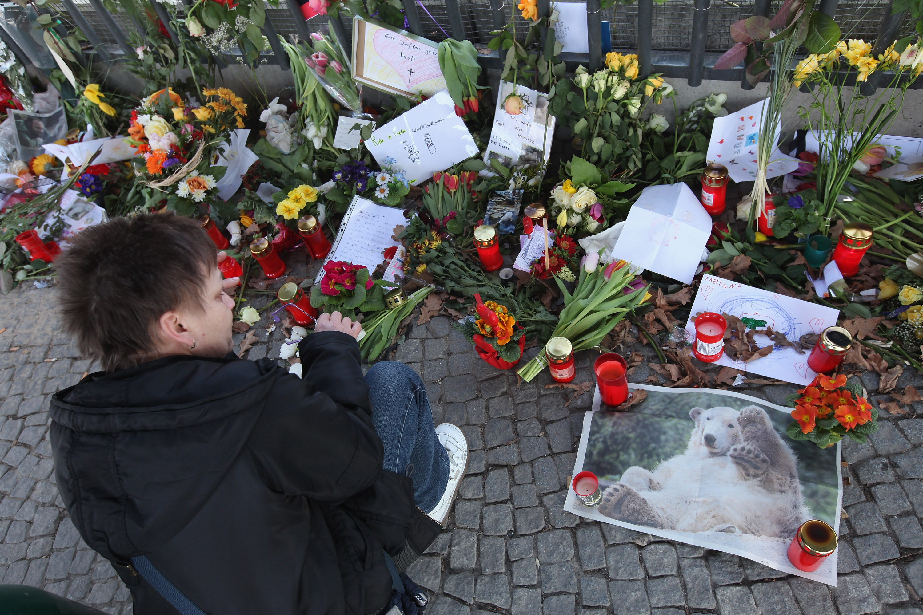 Knut the polar bear drowned after brain swelling, experts say - The ...