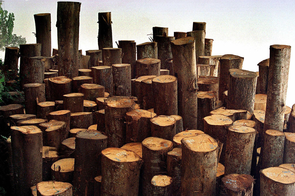 Illegal logging: from the rainforest to your dining room - The World ...