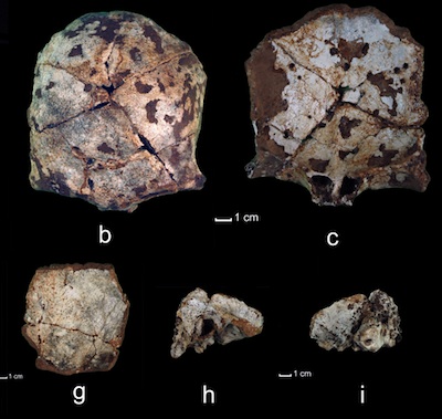 Southeast Asia's oldest known immigrant - The World from PRX