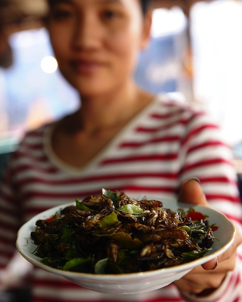 U.N.: Solve world hunger. Eat a bug. - The World from PRX