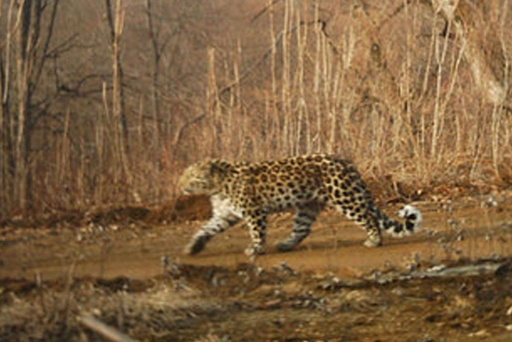 Rare Amur leopard photographed in northern China for the first time ...