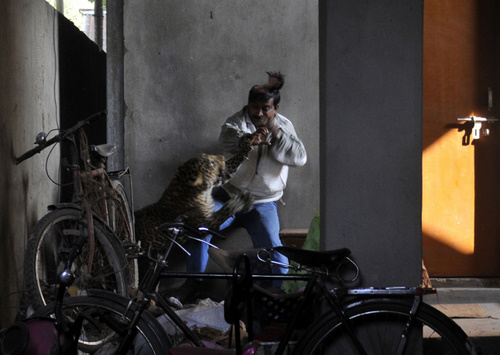 Leopard scalps Indian: Behind the scenes - The World from PRX