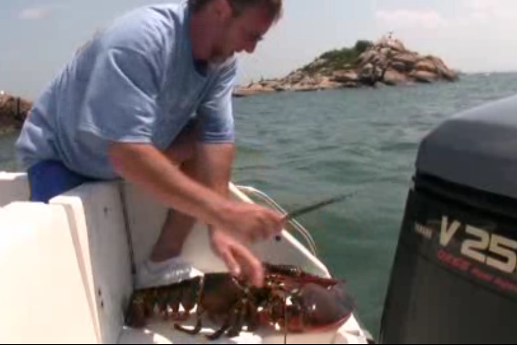 ' Lucky Larry': 17-pound lobster freed from Connecticut restaurant ...