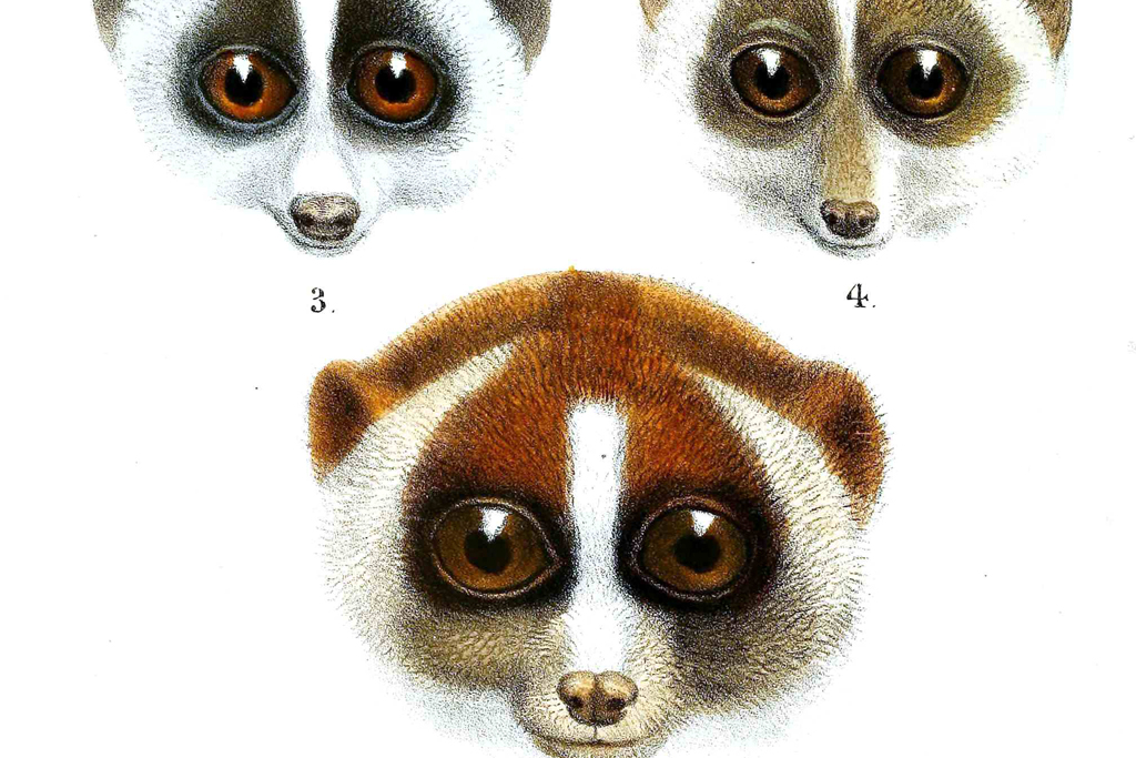 Two-tongued, venomous (but cute) primate adds new species (VIDEO) - The ...