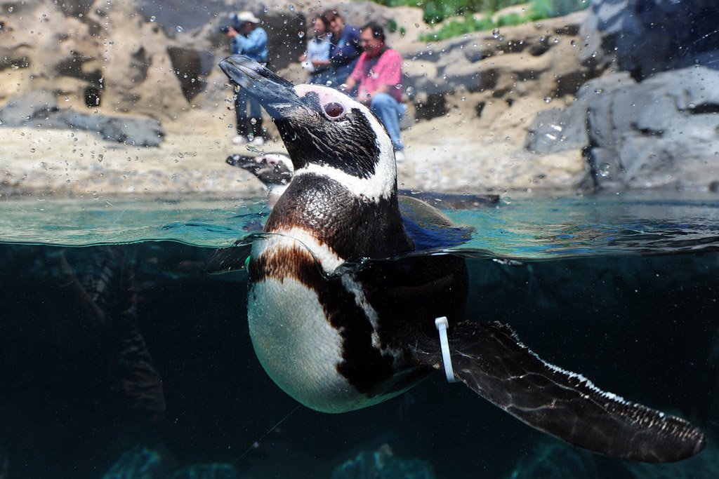 500 dead penguins wash up in Brazil - The World from PRX
