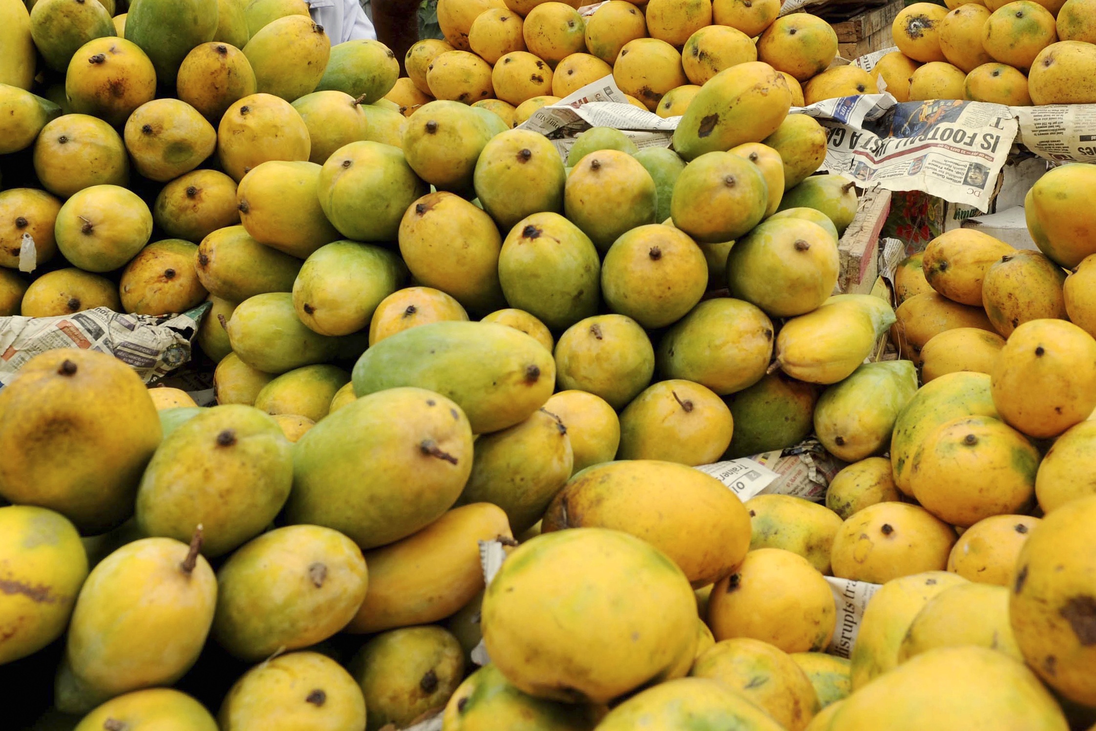 The disappearing Mexican mango - The World from PRX
