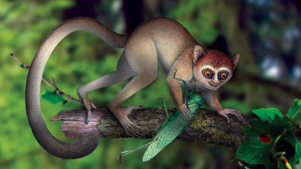 Ancient Monkey: Newly Discovered Primate Sheds Light on Primate Origins ...