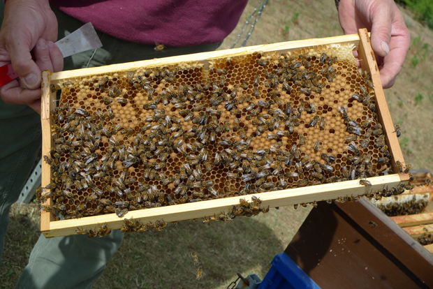 Honey Bees Monitor Pollution at Frankfurt Airport - The World from PRX