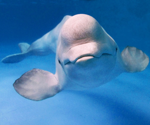 The Beluga Whale That Mimicked Humans - The World from PRX