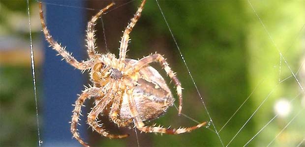 Podcast: Spider Web Strength — It's More Than Just the Silk - The World ...