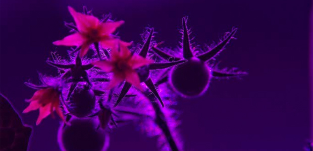 Video: Indoor Farming is a 'Plant Paradise' in the Netherlands - The ...