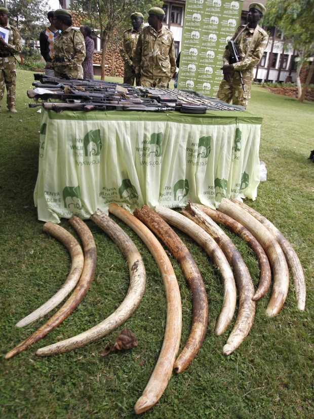 In Kenya, Violent Elephant Poaching Increases at an Alarming Rate - The ...