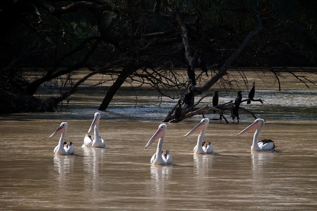 An Update on Australia's Water Wars - The World from PRX