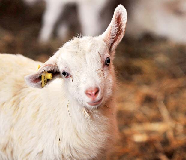 Who Knew? Goats Have Accents Too - The World from PRX