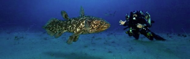 In Search of the Living Fossil Fish, the Coelacanth - The World from PRX
