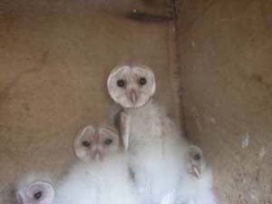 Slideshow: Israel Town Turns to Owls for Pest Control - The World from PRX