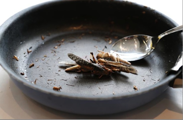 Locusts: Agricultural Menace and Kosher Snack - The World from PRX