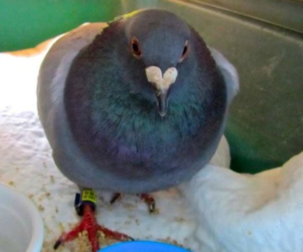 Japanese Pigeon Makes Emergency Landing in Canada - The World from PRX