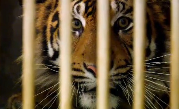 A Controversial Wildlife Refuge on Tiger Island - The World from PRX