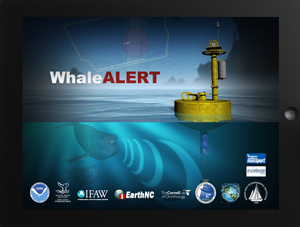 Whale Alert: A New Smart App to Save Endangered Whales - The World from PRX