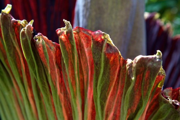 With an Aroma of Rotting Flesh, Indonesian Corpse Flower Blooms in Ohio ...