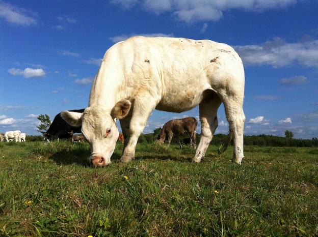 Brown Revolution: Preserving soil quality by changing grazing patterns ...