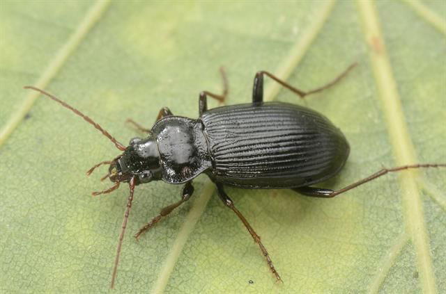 Invasive insect species on the move, with big consequences - The World ...