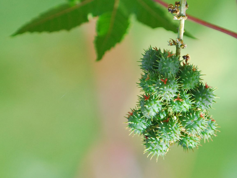 Federal authorities thwart alleged ricin attack planned in Georgia ...