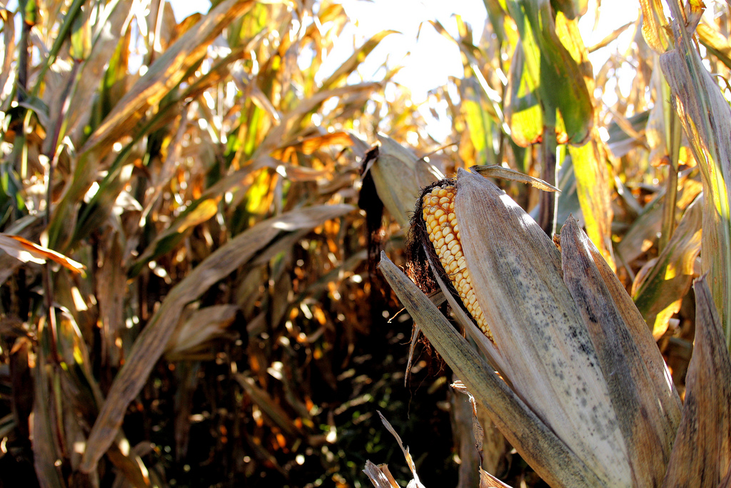 Researcher says rising corn prices could spark global food riots - The ...