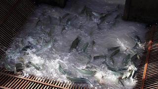 Aging dam in Washington State a death trap for spawning fish - The ...