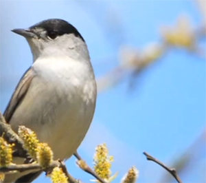 Illegal bird trapping a surging problem in Cyprus - The World from PRX