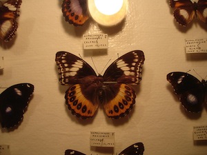 Undercover with the world's most notorious butterfly smuggler - The ...