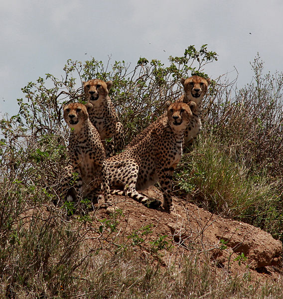 Cheetahs in race of their lives - to save their species - The World ...
