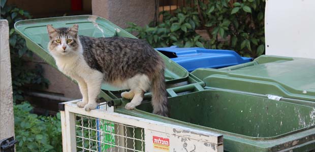 Tel Aviv struggling with large feral cat population - The World from PRX
