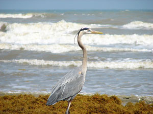 Saving birds from BP's Oil - The World from PRX