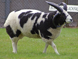 Test tube sheep save endangered species - The World from PRX